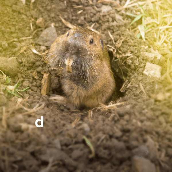 Gopher Extermination | Effective Treatment