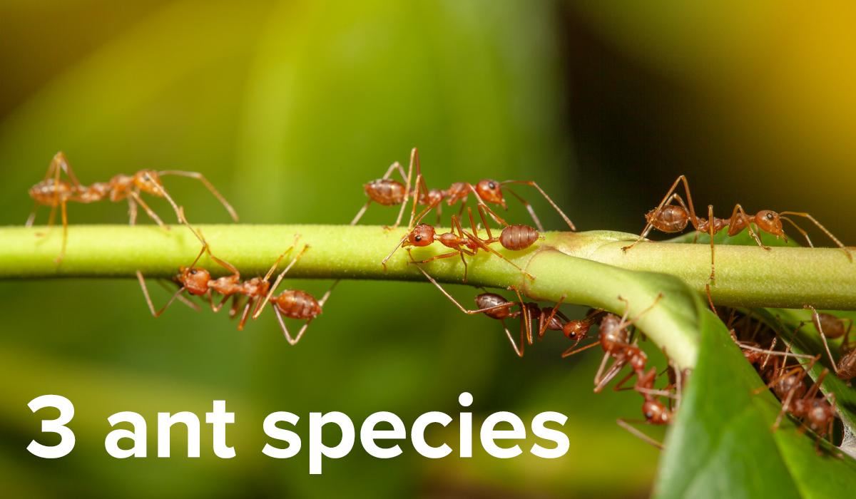 3 types of ant species - Pest Control