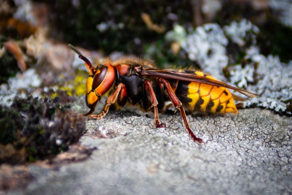 an update on the spread of murder hornets - Pest Control