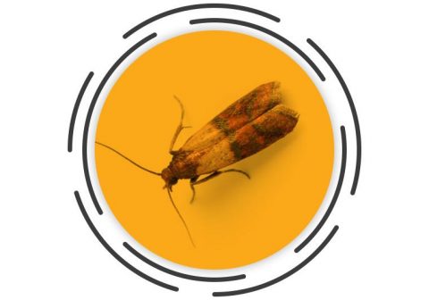 Pantry Pests - Pest Control