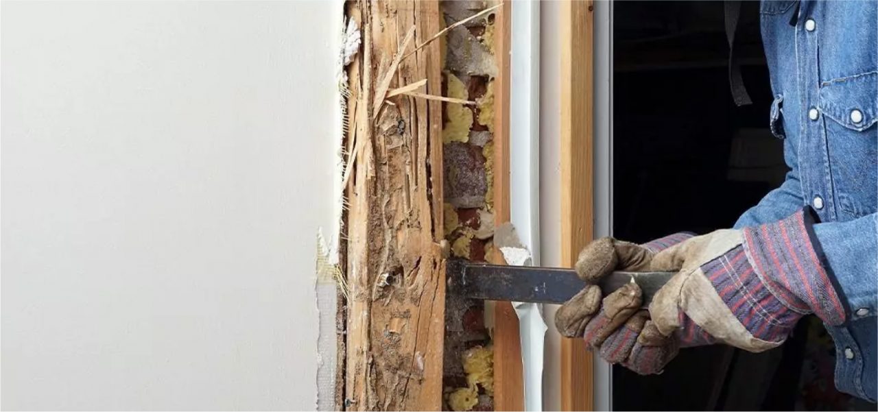 Residential Termite Services - Pest Control