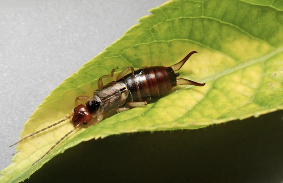 Worried About an Earwig Bite? Here's What You Should Know!