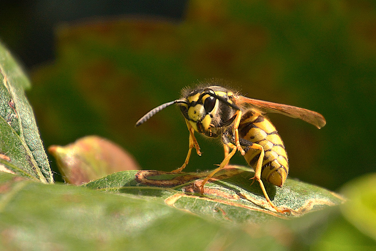 Using a Wasp Bomb? Risks You Should Know About - Pest Control