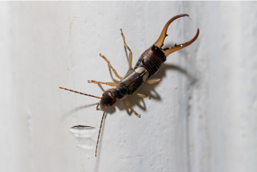 Earwig Trap: 4 Perfect Solutions - Pest Control