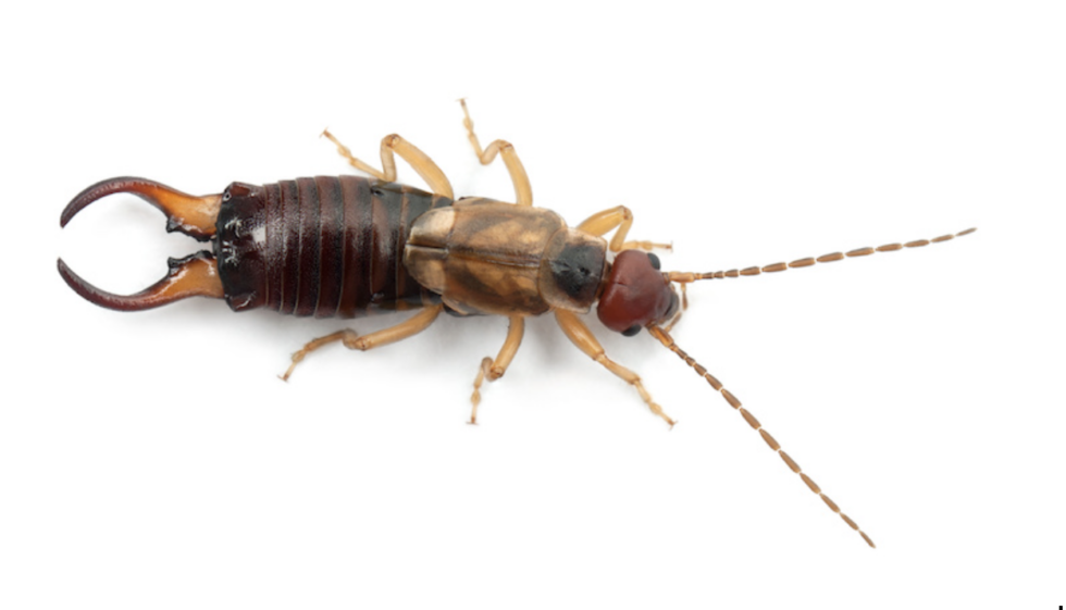 Earwig Trap: 4 Perfect Solutions - Pest Control