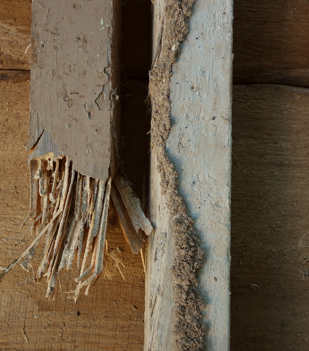 Termites Signs: Termite Mud Tubes in Your Yard - Pest Control