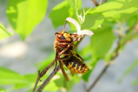 The Fascinating Anatomy of a Hornet - Pest Control