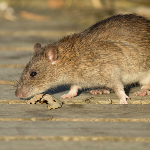 How To Handle A Black Rat Vs Brown Rat Infestation Pest Control