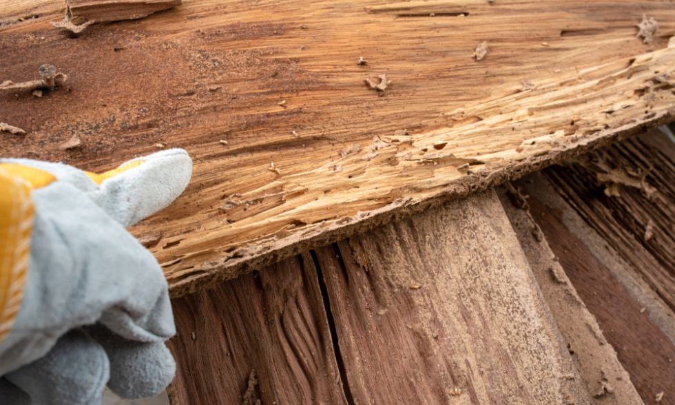 Understanding Surprising Termite Damage Repair Costs - Pest Control