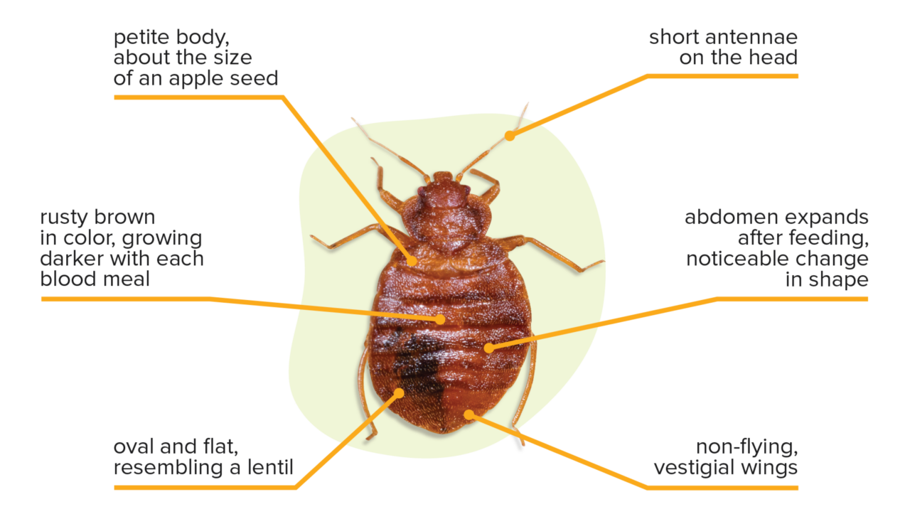 Bed Bugs - Pest Control