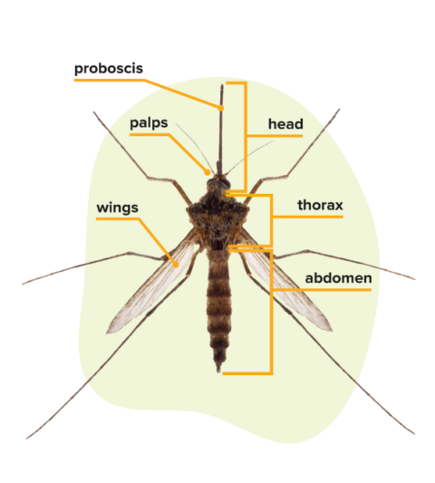 Mosquitoes - Pest Control