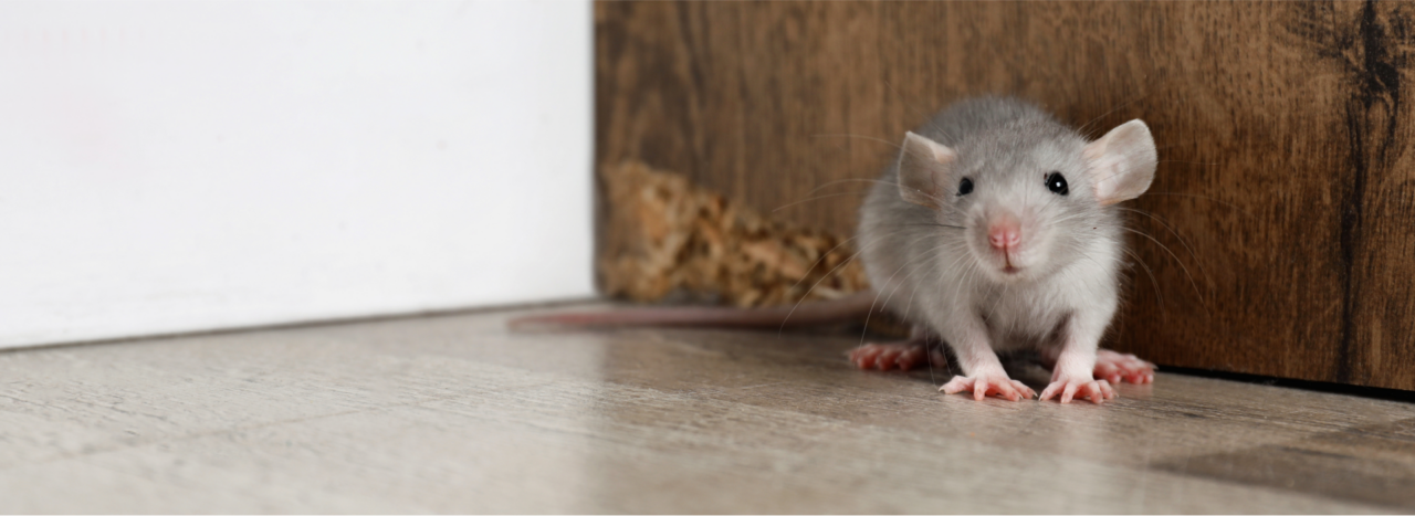rodents - Pest Control