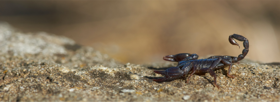 Types of Scorpions & How to Handle Them | proof. Pest Control Library
