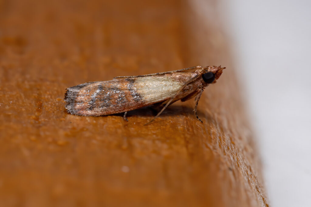 Cabinet Moth Infestation? Here's What You Need To Do - Pest Control