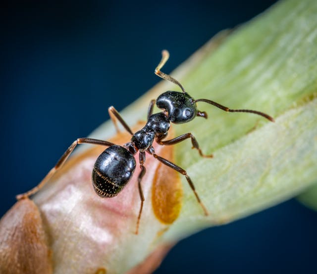 Best Ant Bait to Kill Entire Colony: Our 4 Suggestions - Pest Control