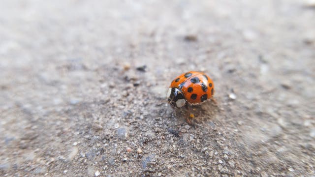 Ladybug Spray: Quick Fix or Long-Term Solution? - Pest Control
