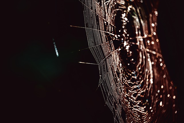 What Does a Spider Nest Look Like in the House? Key Signs to Spot ...