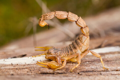 What Do Scorpions Eat? | Scorpion Control in Phoenix & The Valley ...