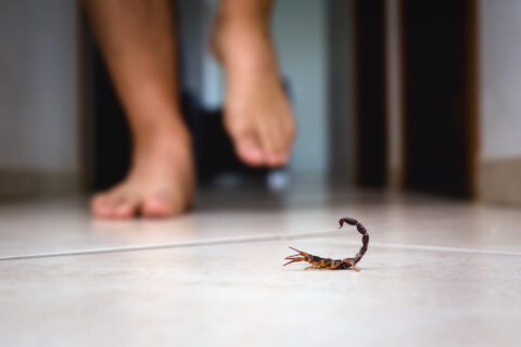 What Do Scorpions Eat? | Scorpion Control in Phoenix & The Valley ...