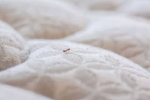 What Do Bed Bugs Look Like? | proof Pest Control