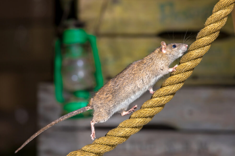 How Big Can Rats Get? | Rat Control in Massachusetts